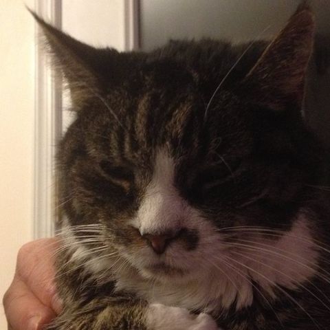 Daniel Zepp | StageAgent