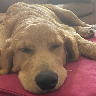 Ethan Starnes - Performer, Fan, Actor, Singer, Comedian | StageAgent