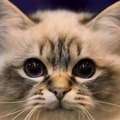 Fergus Chase - Performer, Fan, Actor, Dancer, Singer, Comedian | StageAgent