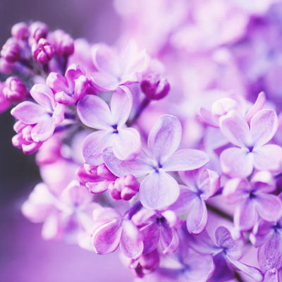 Hayden Hagey - Fan | StageAgent