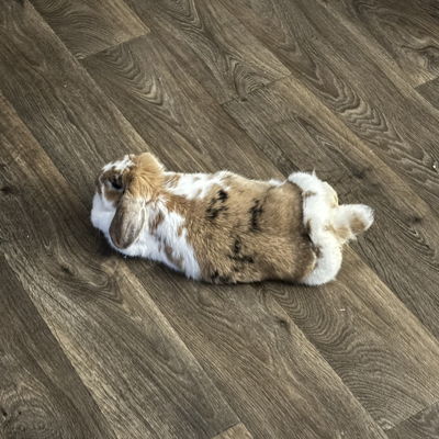 Kit Robinson - Actor, Singer, Comedian | StageAgent