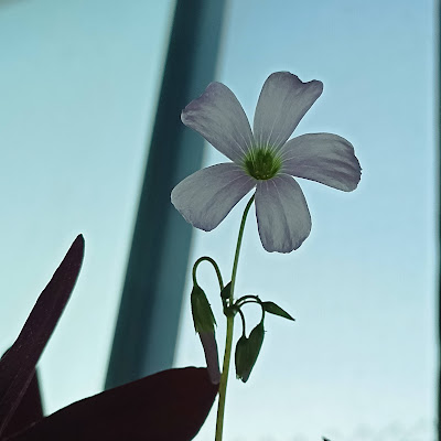 Mai Rabena - Student | StageAgent