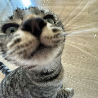 Olivia Fahndrixh - Performer, Fan, Actor, Dancer, Singer | StageAgent