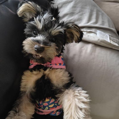 Sofia Murguey - Performer, Actor, Dancer, Singer | StageAgent