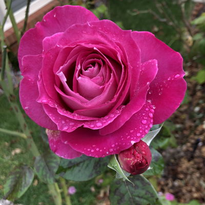 Stephanie Rose - Performer, Actor, Dancer, Singer | StageAgent