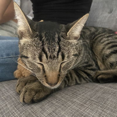 suzana danicic - Performer, Actor | StageAgent