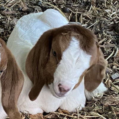 Violet - Performer, Fan, Actor, Dancer, Singer | StageAgent