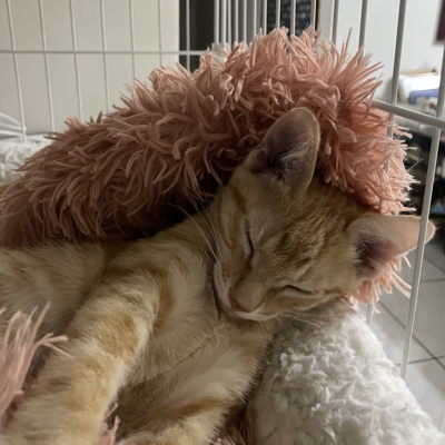 Yuxin Fan | StageAgent